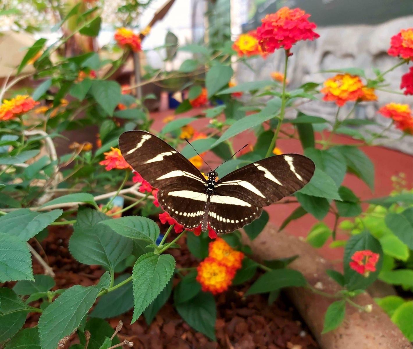 Stratford Butterfly Farm is open again! | Primary Times