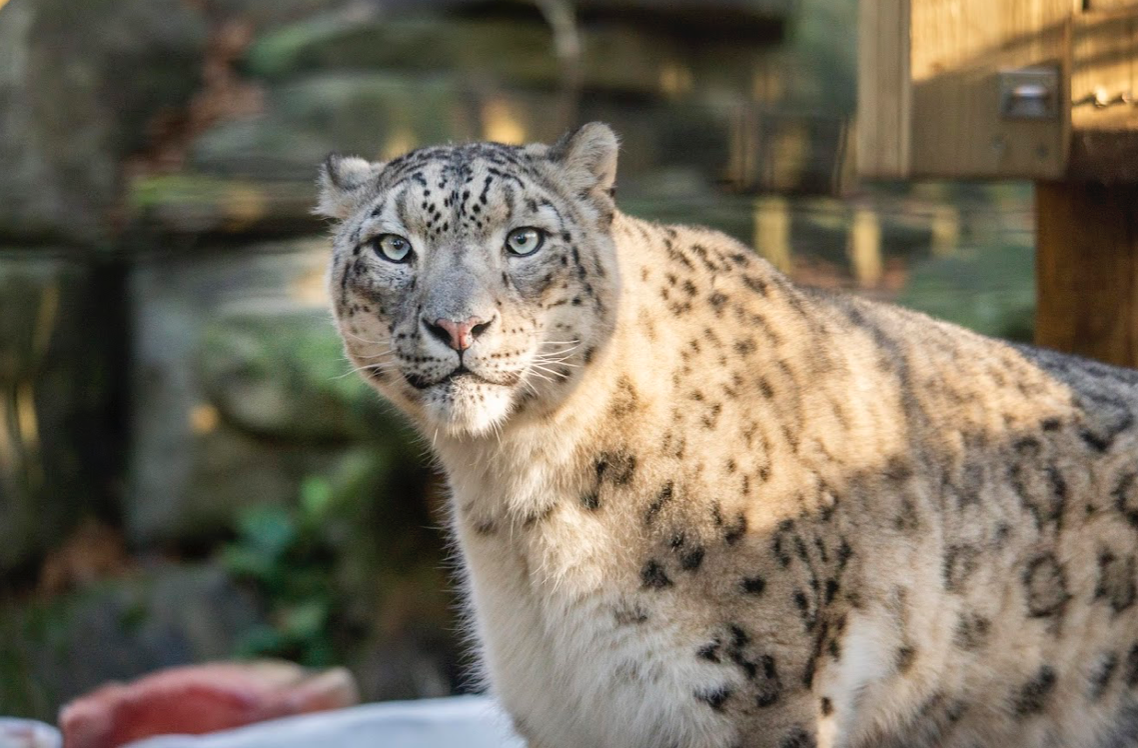 World's most famous Endangered snow leopard passes peacefully ...
