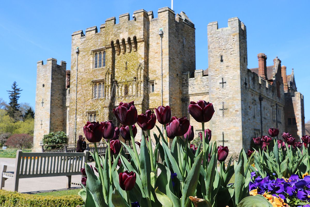 Tulip Celebrations at Hever Castle | Primary Times